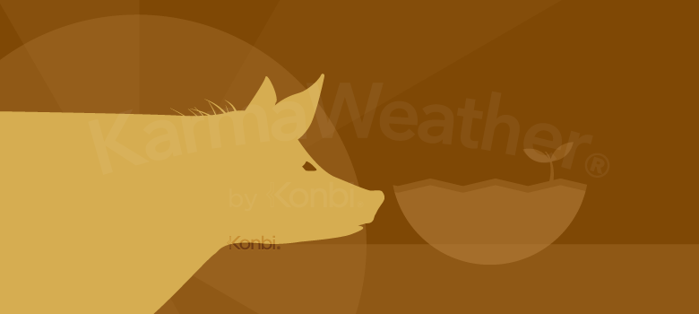 Earth Pig's Chinese calendar (1959, 2019)