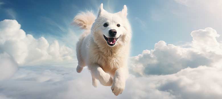 Dreaming about Dogs: Interpretation & Spiritual Meaning